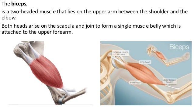 Biceps Rupture