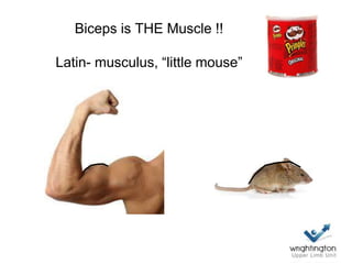 Biceps the enigmatic tendon | PPT | Free download