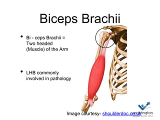 Biceps the enigmatic tendon | PPTX