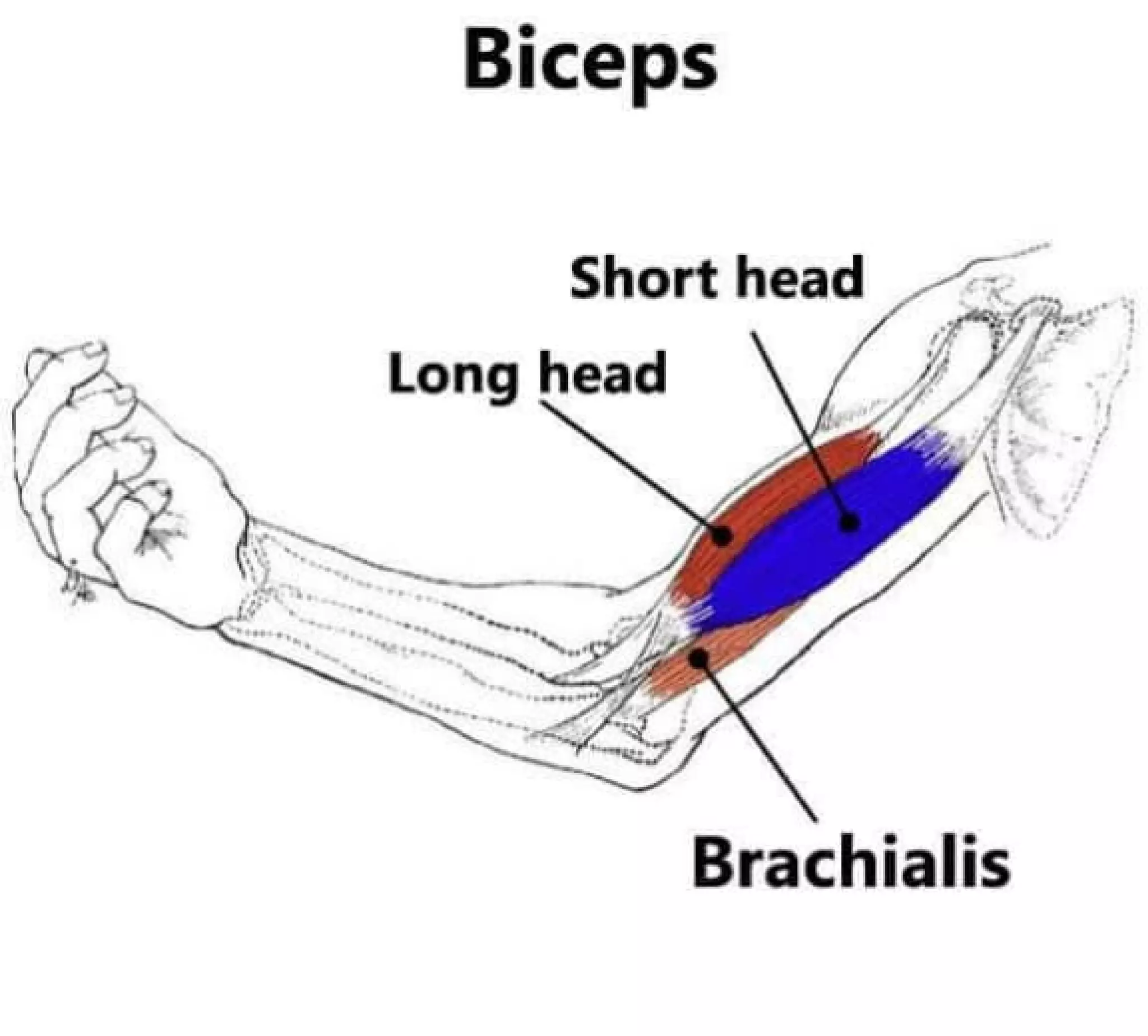 biceps + triceps anatomy.pdf