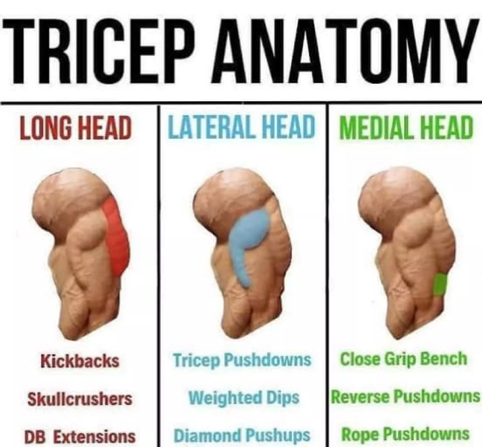 biceps + triceps anatomy.pdf