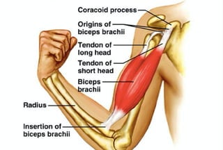 biceps + triceps anatomy.pdf