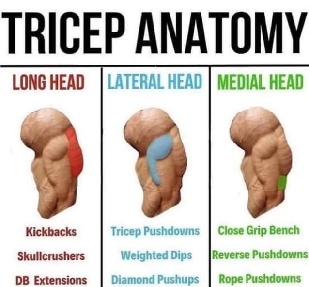biceps + triceps anatomy.pdf
