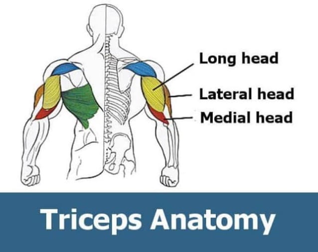 biceps + triceps anatomy.pdf