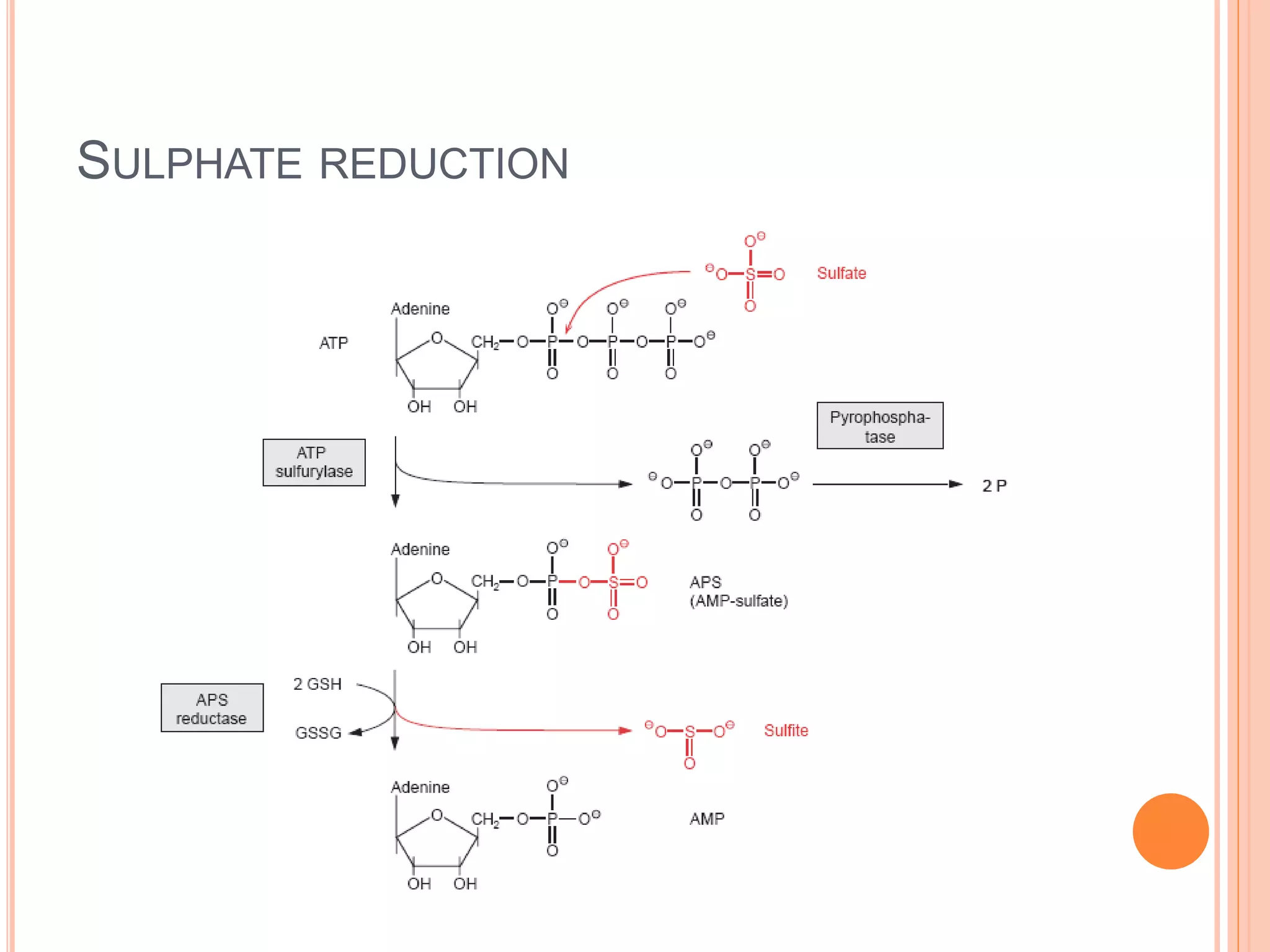 biochemistry of sulphur containing aminoacids | PPTX
