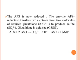 biochemistry of sulphur containing aminoacids | PPTX