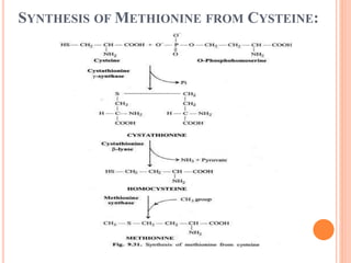 biochemistry of sulphur containing aminoacids | PPTX
