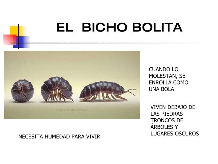 Bichos