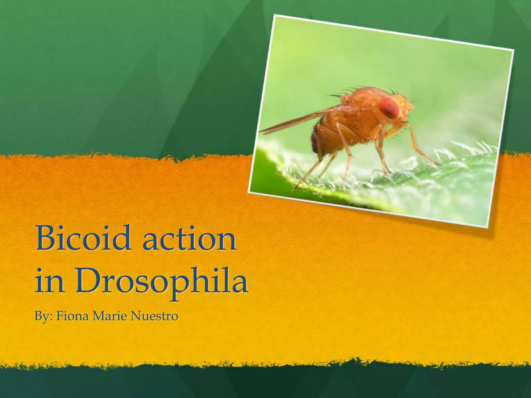 Bicoid action in drosophila | PPTX