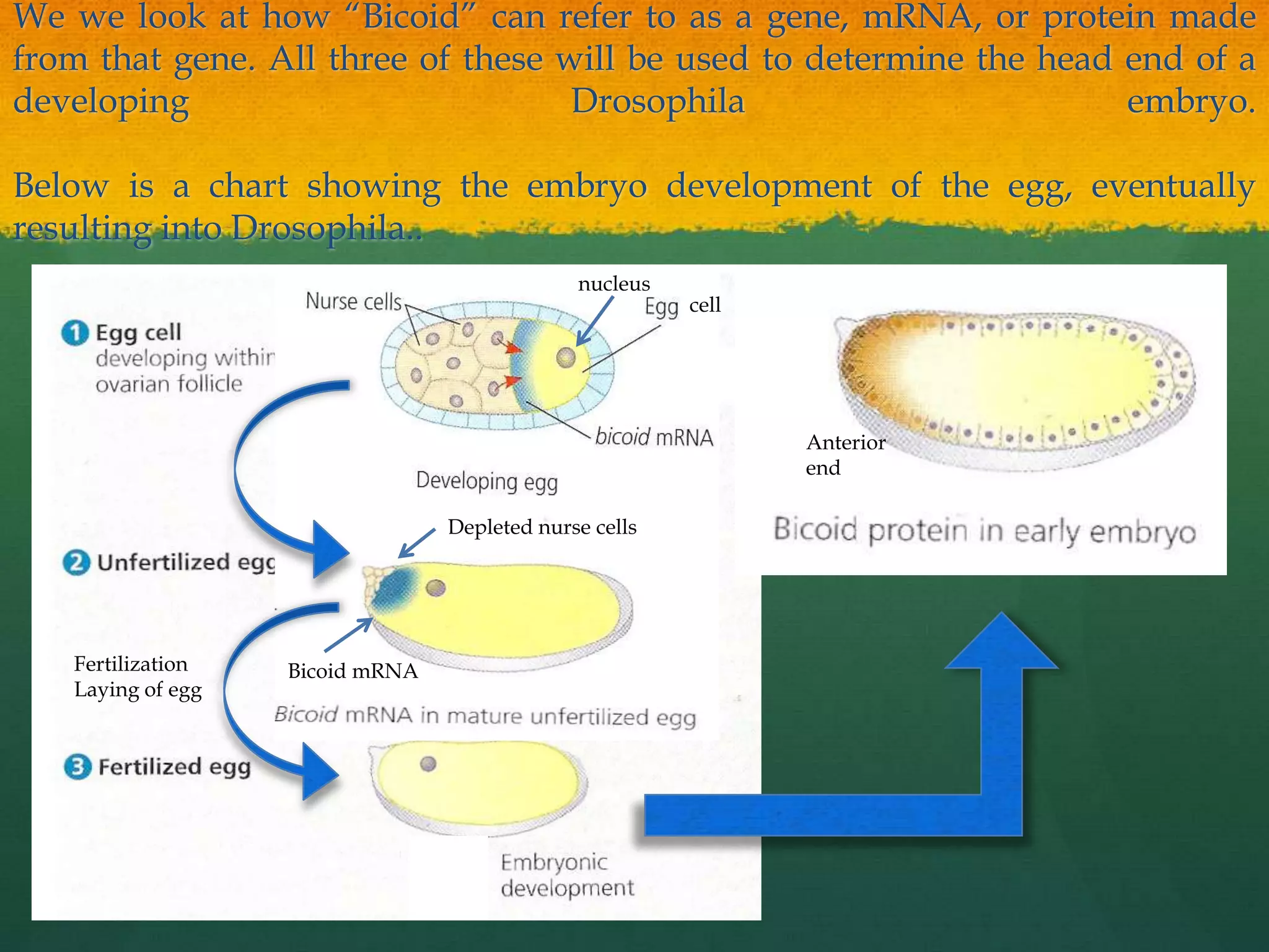 Bicoid action in drosophila | PPTX