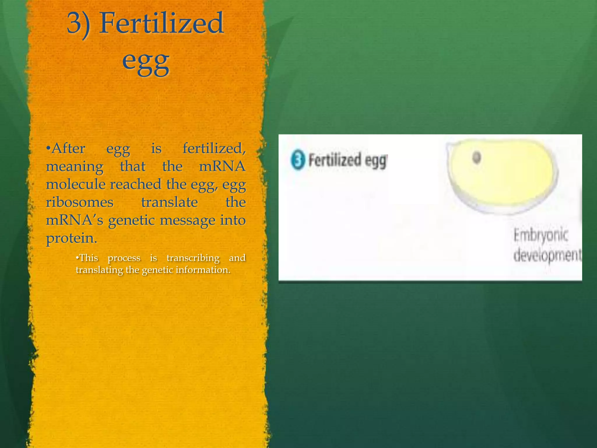 Bicoid action in drosophila | PPTX