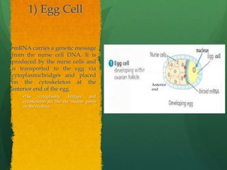 Bicoid action in drosophila | PPTX