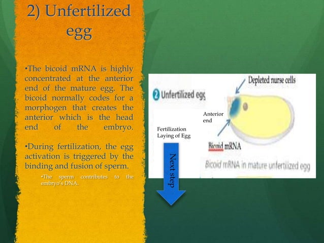 Bicoid action in drosophila | PPTX