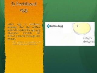 Bicoid action in drosophila | PPTX