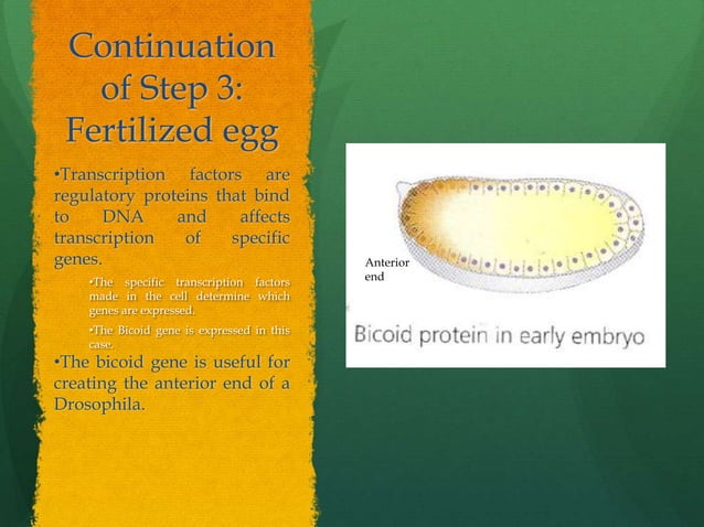 Bicoid action in drosophila | PPTX