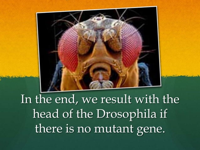 Bicoid action in drosophila | PPTX