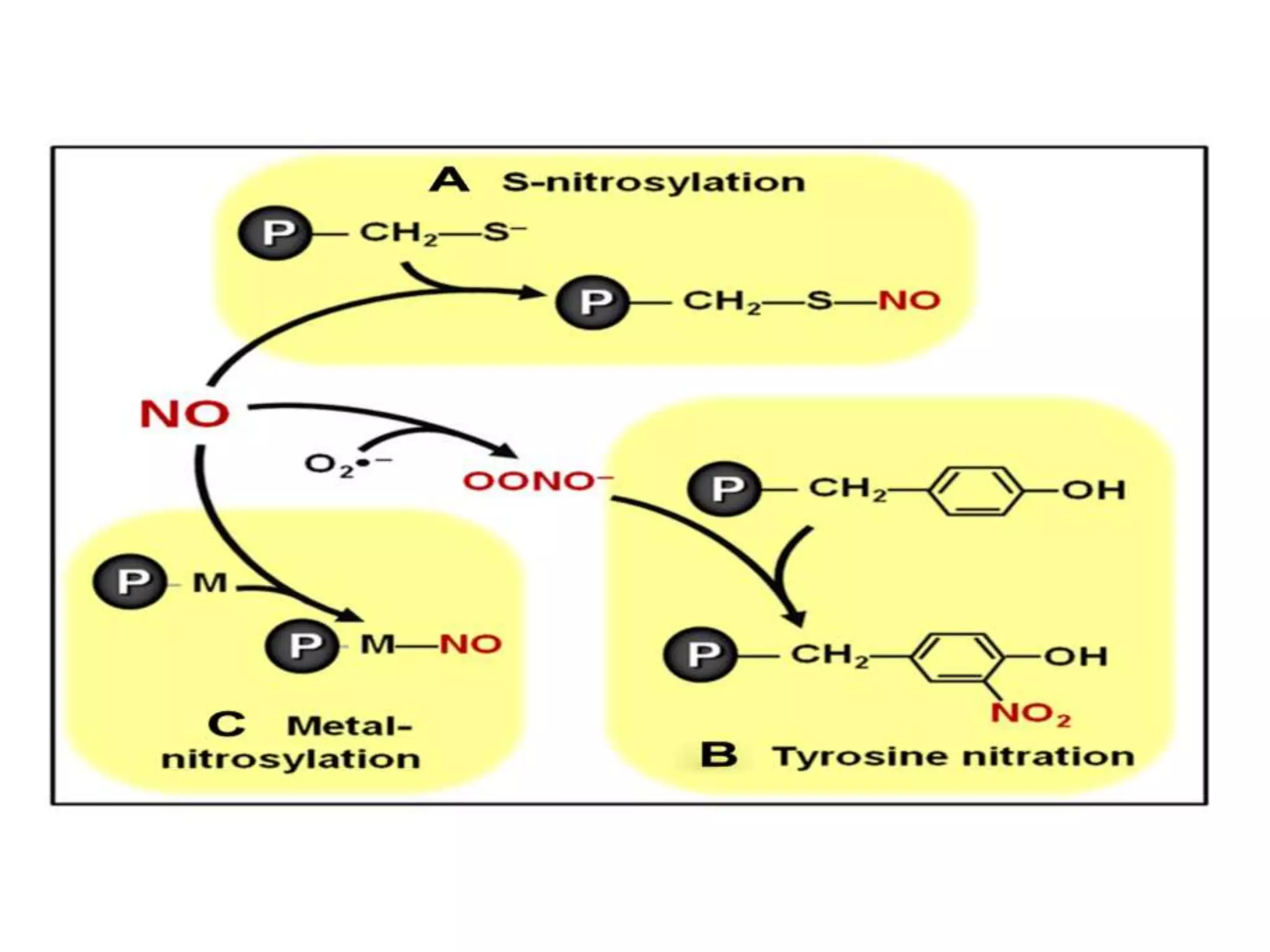 Post Translational Modifications Of Protein Ppt