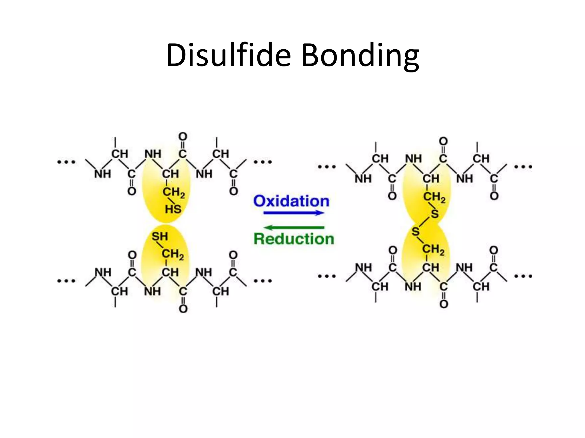Post Translational Modifications Of Protein Ppt