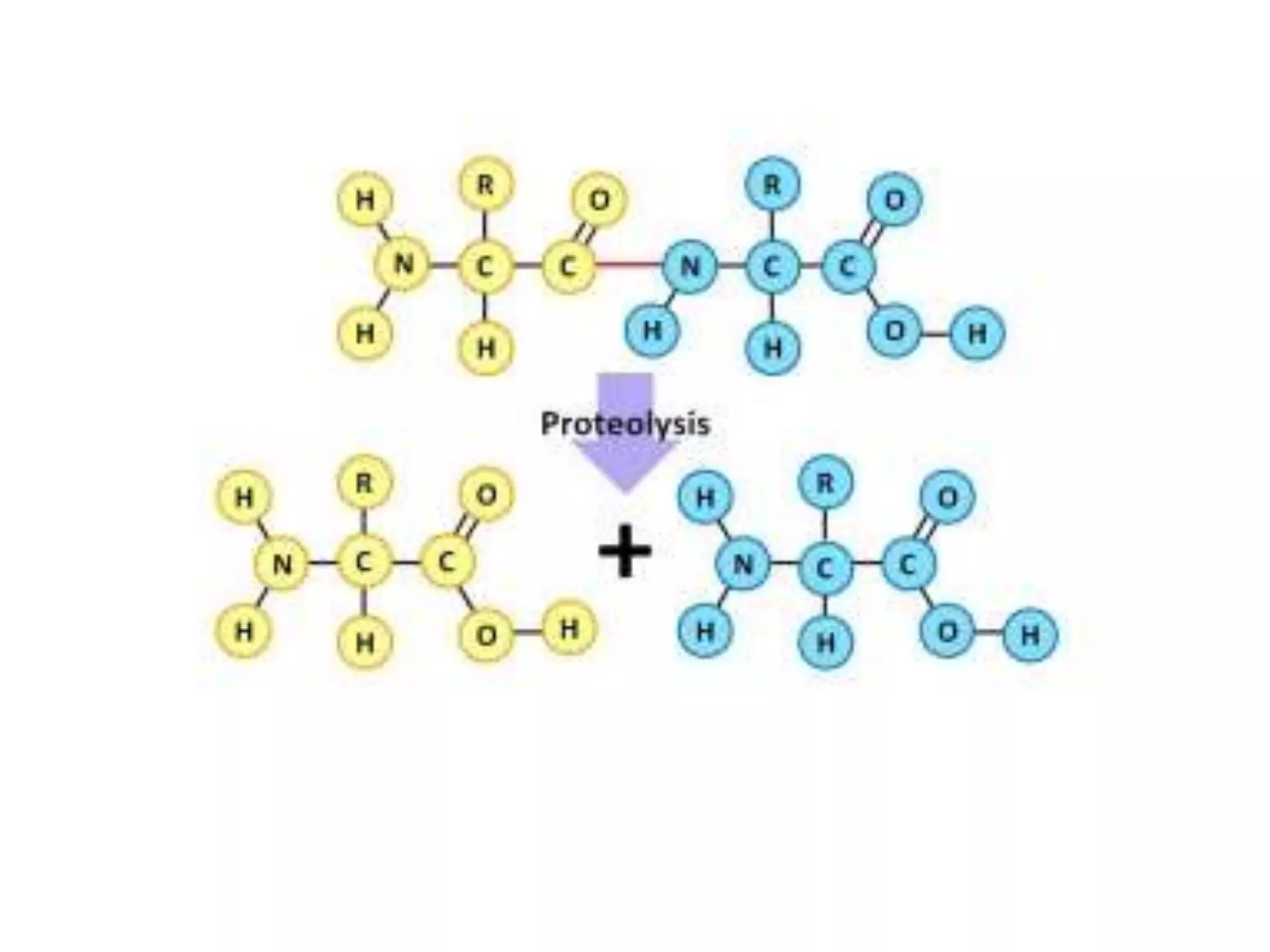 post translational modifications of protein | PPTX