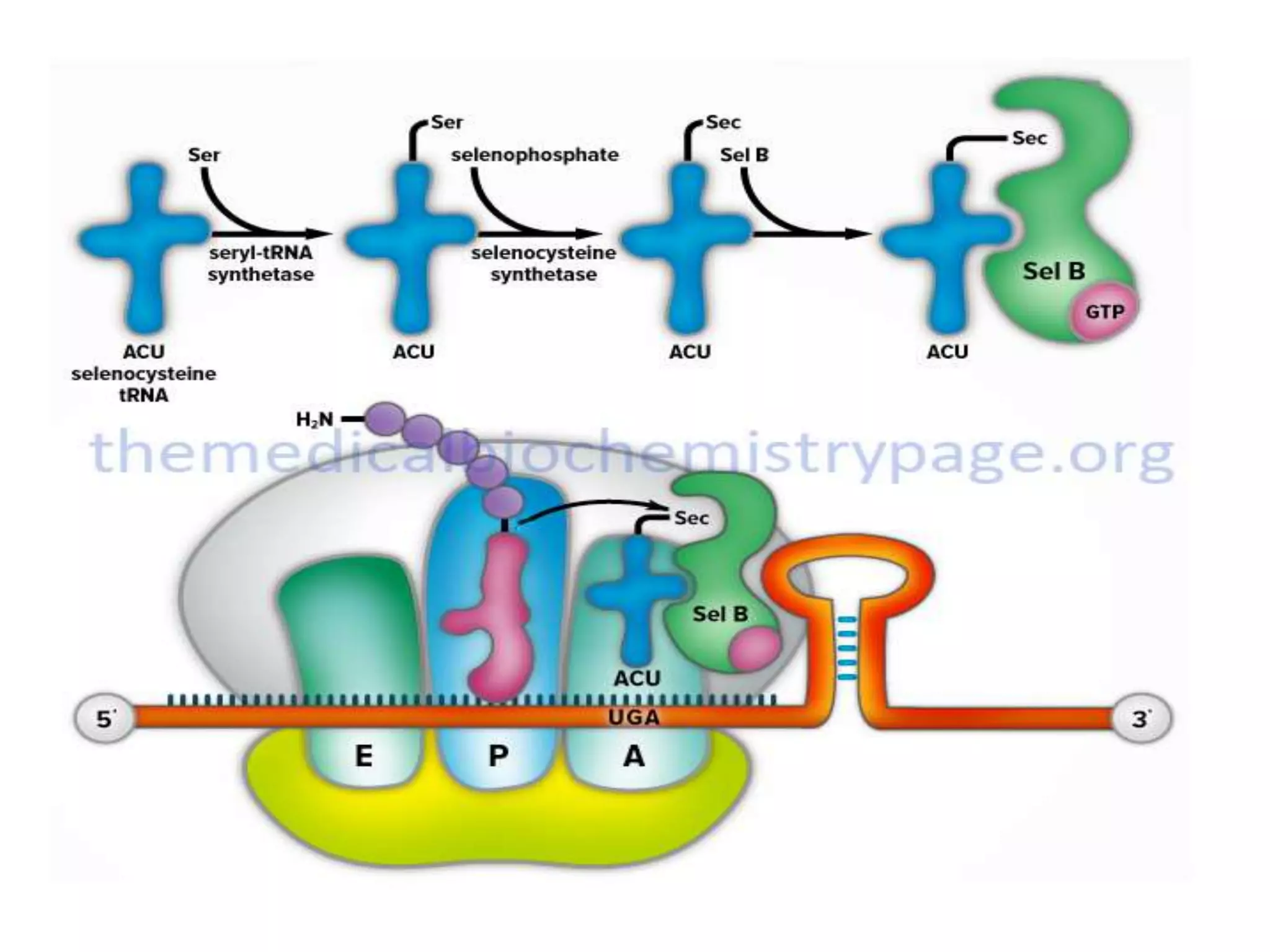 Post Translational Modifications Of Protein Ppt
