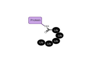 post translational modifications of protein | PPTX