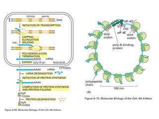 post translational modifications of protein | PPTX