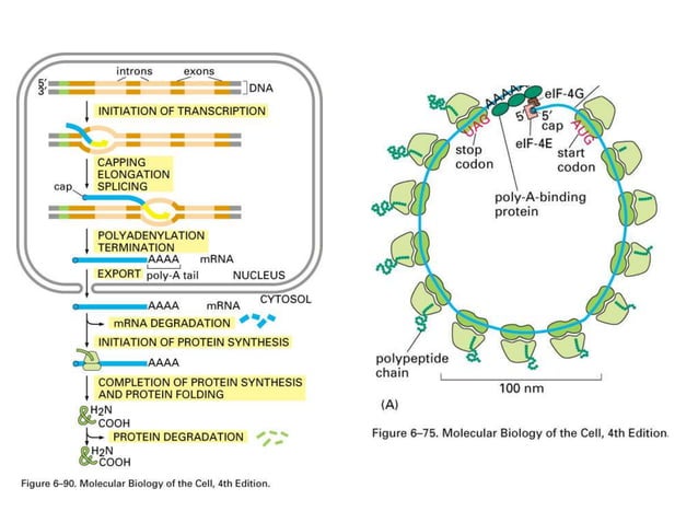 post translational modifications of protein | PPTX