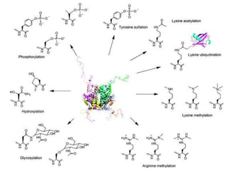 post translational modifications of protein | PPTX