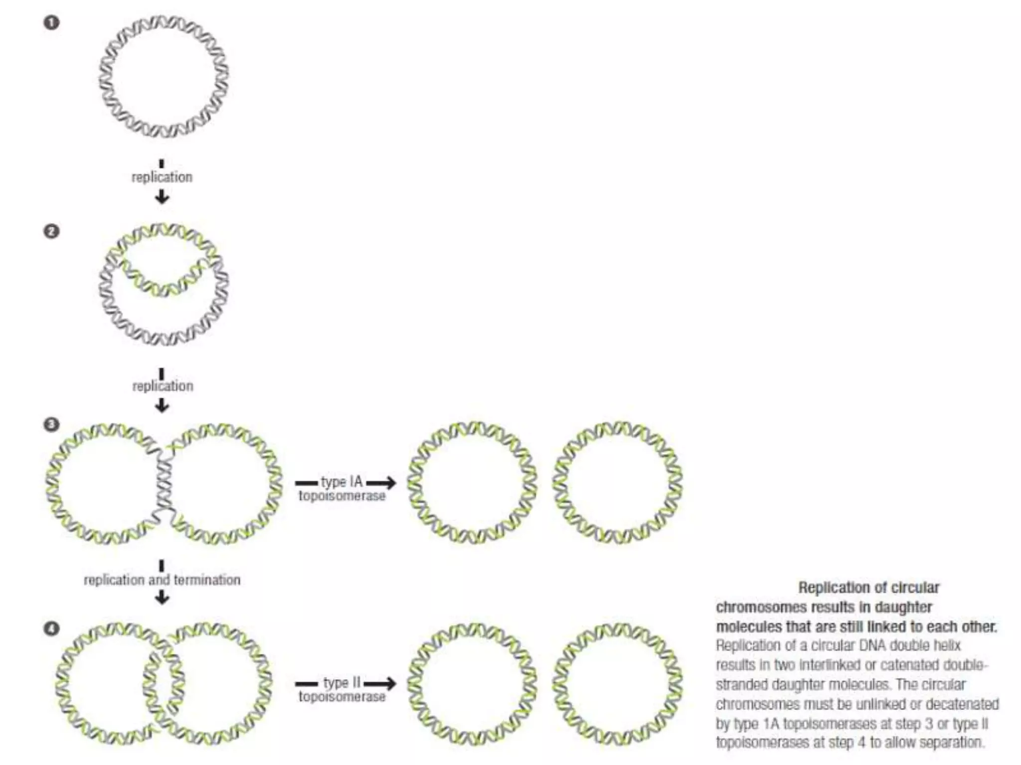 Bidirectional and rolling circular dna replication | PPTX
