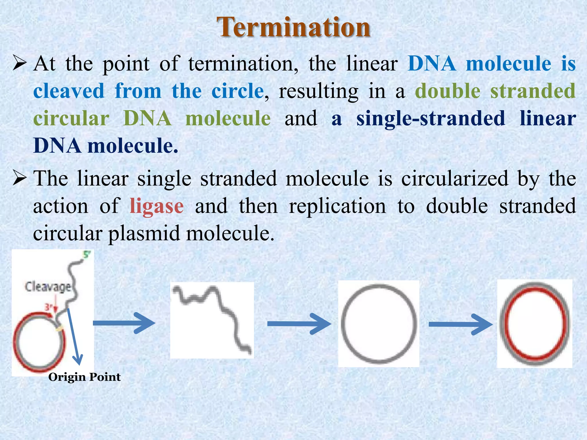 Bidirectional and rolling circular dna replication | PPTX