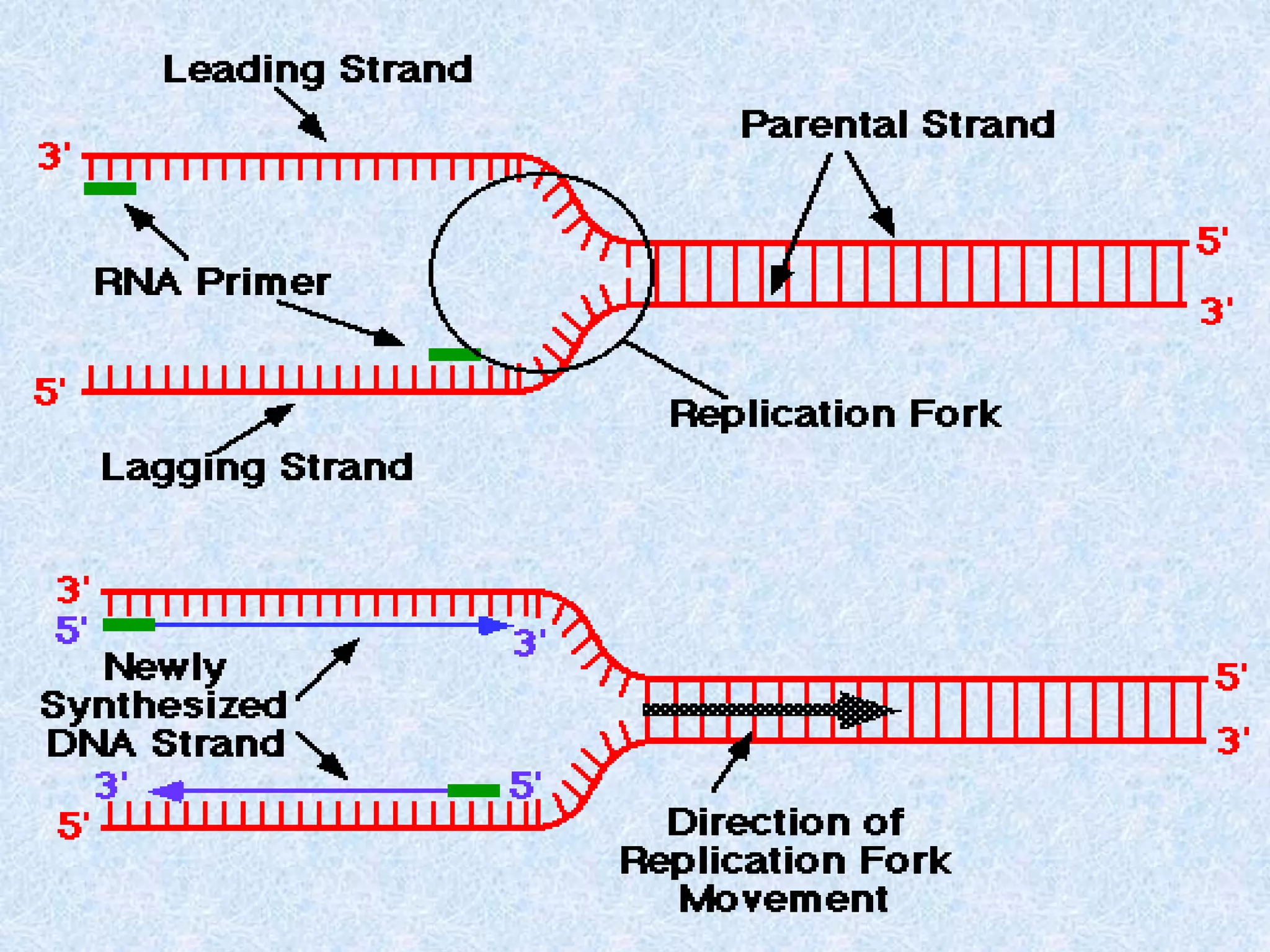 Bidirectional and rolling circular dna replication | PPTX