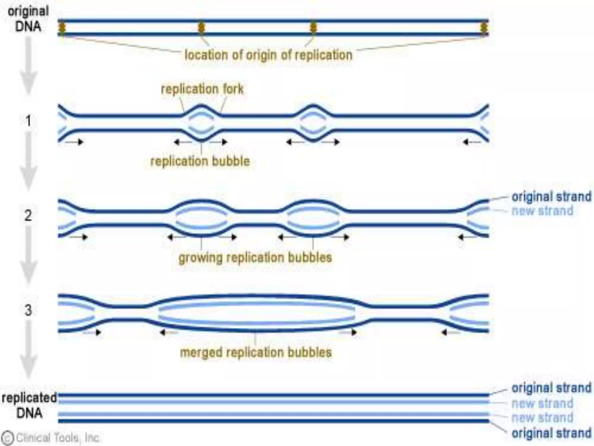Bidirectional and rolling circular dna replication | PPTX