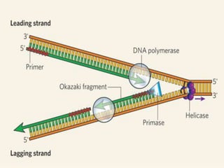 Bidirectional and rolling circular dna replication | PPTX
