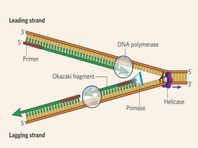Bidirectional and rolling circular dna replication | PPTX | Chemistry ...