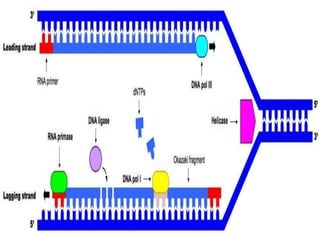 Bidirectional and rolling circular dna replication | PPTX