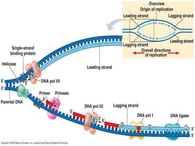 Bidirectional and rolling circular dna replication | PPTX | Chemistry ...
