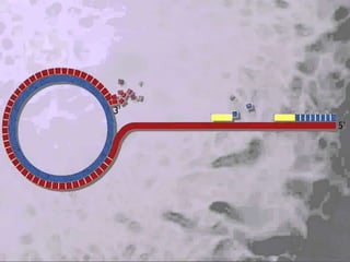 Bidirectional and rolling circular dna replication | PPTX