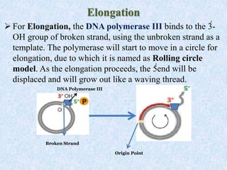 Bidirectional and rolling circular dna replication | PPTX