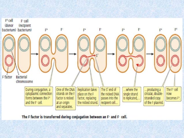 Bidirectional and rolling circular dna replication | PPTX | Chemistry ...