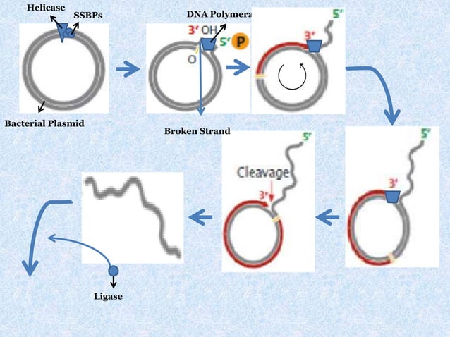 Bidirectional and rolling circular dna replication | PPTX | Chemistry ...