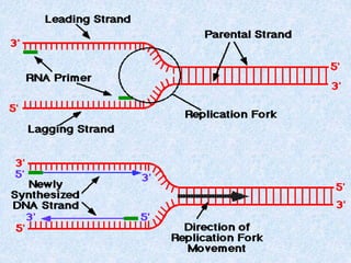 Bidirectional and rolling circular dna replication | PPTX