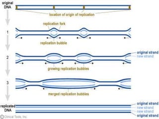 Bidirectional and rolling circular dna replication | PPTX