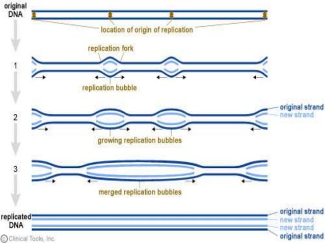 Bidirectional and rolling circular dna replication | PPTX | Chemistry ...