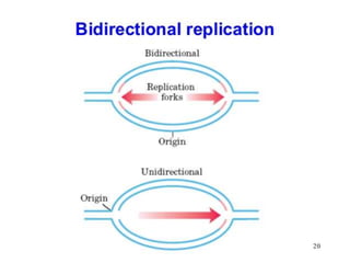 Bidirectional Replication