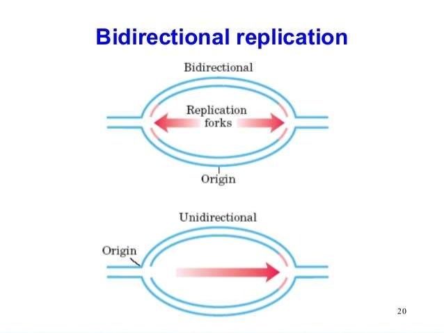 Bidirectional and rolling circular dna replication