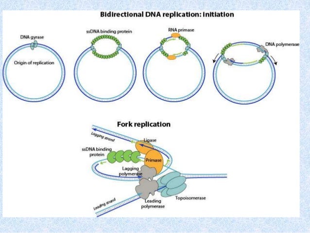 Bidirectional and rolling circular dna replication