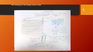 Bid kidney as filter | PPT
