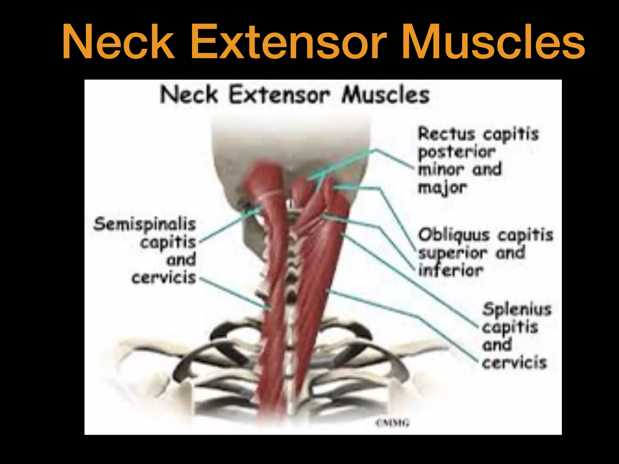 Posture and kyphosis_ | PDF