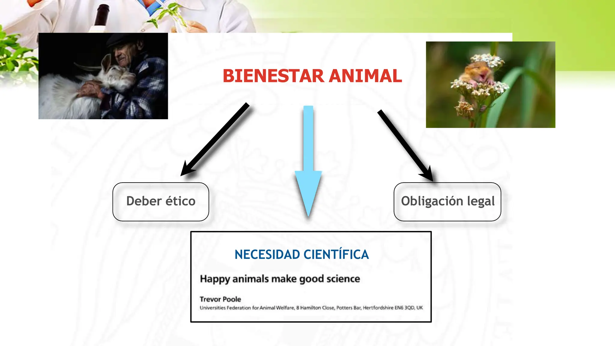 Bienestar Animal Clase 3. Animales de experimentacion.pptx