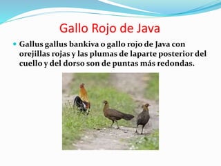 gallina Mapuche seminario | PPTX